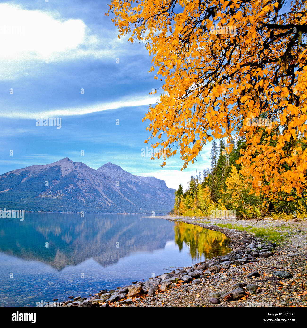 autumn color of birch along lake mcdonald in glacier national park ...
