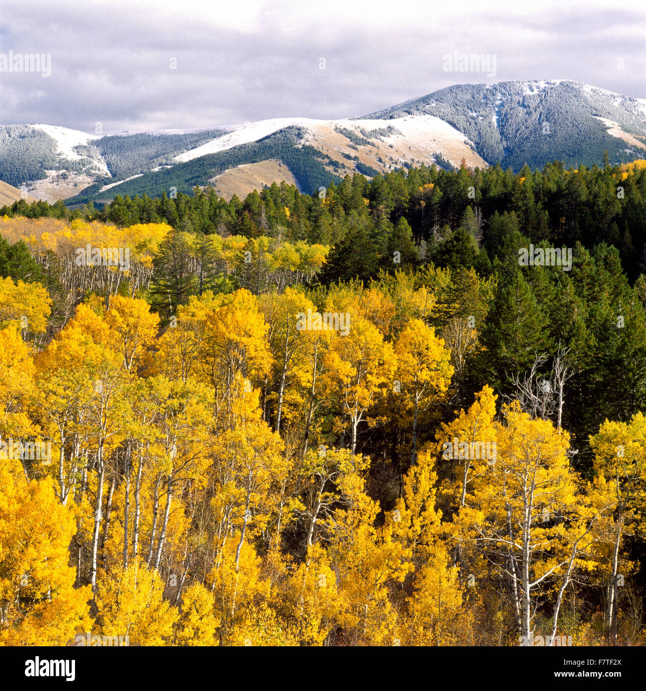 aspen in fall color below the highwood mountains near belt, montana ...