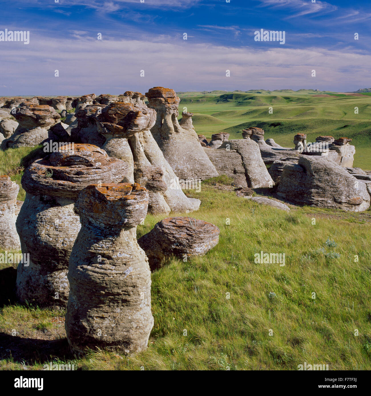 Sweetgrass isolated hi-res stock photography and images - Alamy