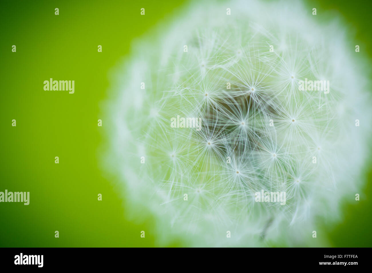 big dandelion closeup on a green background Stock Photo - Alamy