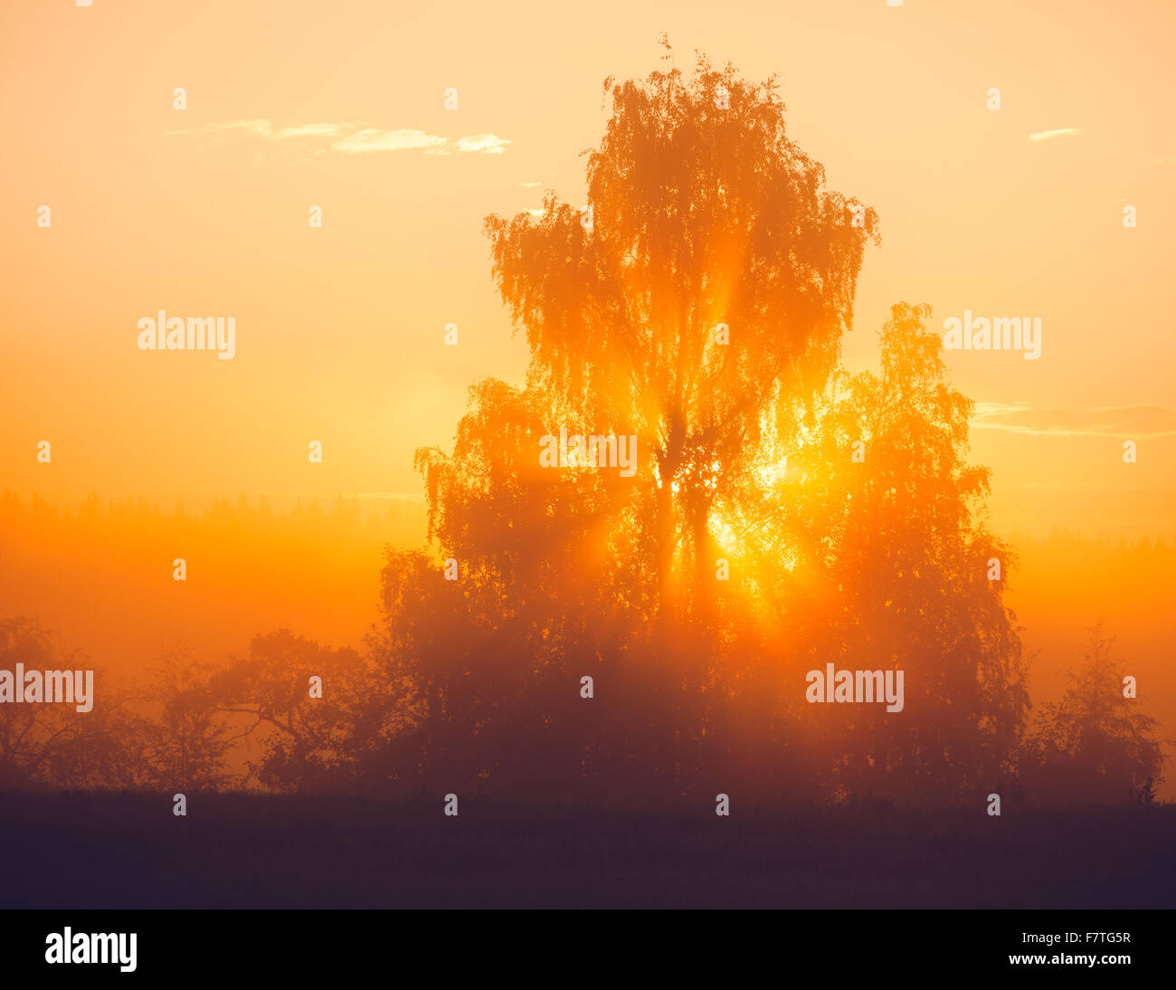 Sunbeams through tree in morning fog Stock Photo - Alamy