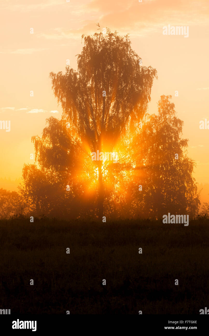Sunbeams through tree in morning fog Stock Photo - Alamy