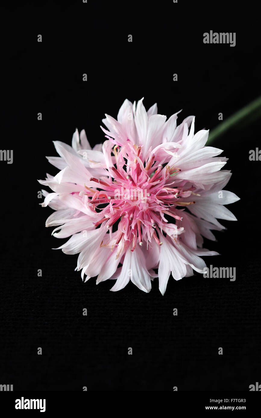 Pink Centaurea cyanus or also known as Cornflower against black ...