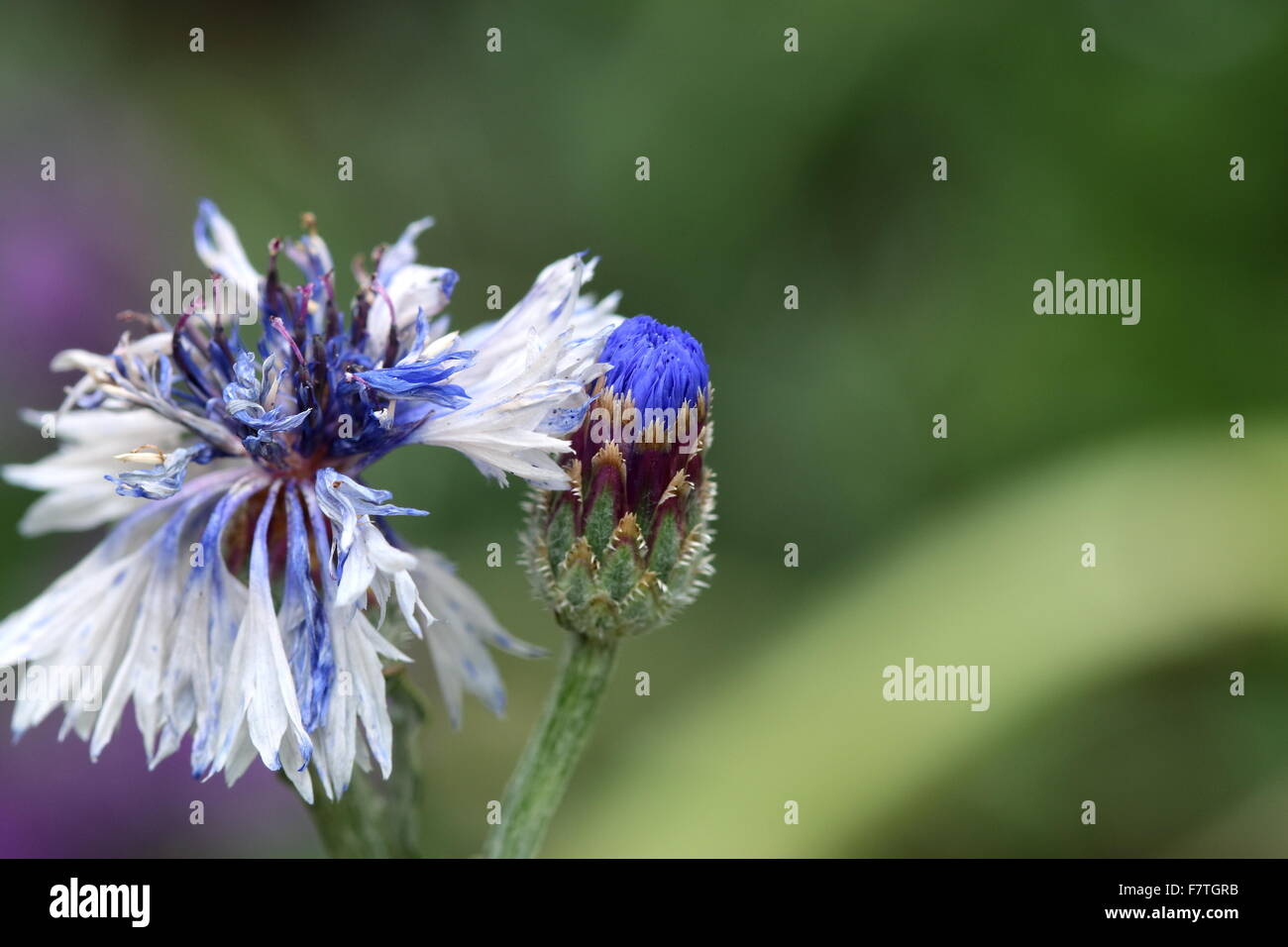Centaurea cyanus or also known as Cornflower Stock Photo - Alamy
