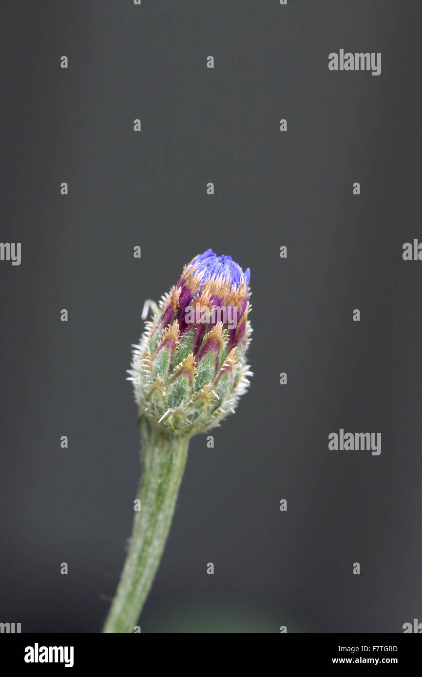 Cornflower bud hi-res stock photography and images - Alamy