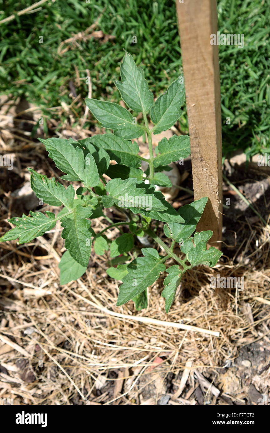 Tomato seedlings in the ground Stock Photo - Alamy
