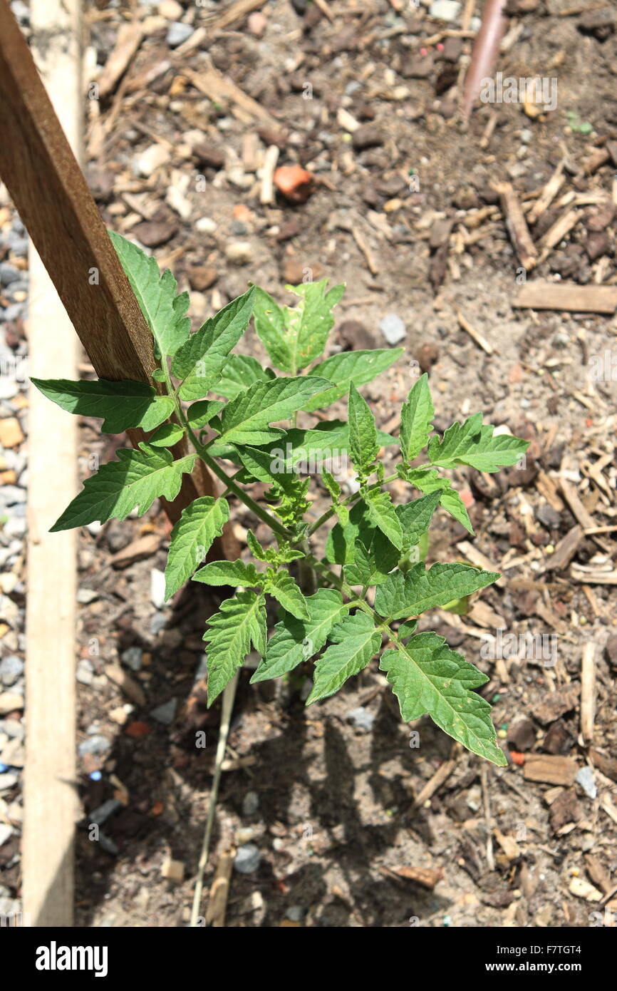 Growing tomato seedlings in the ground Stock Photo - Alamy