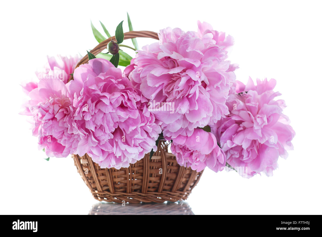 beautiful pink peonies Stock Photo - Alamy