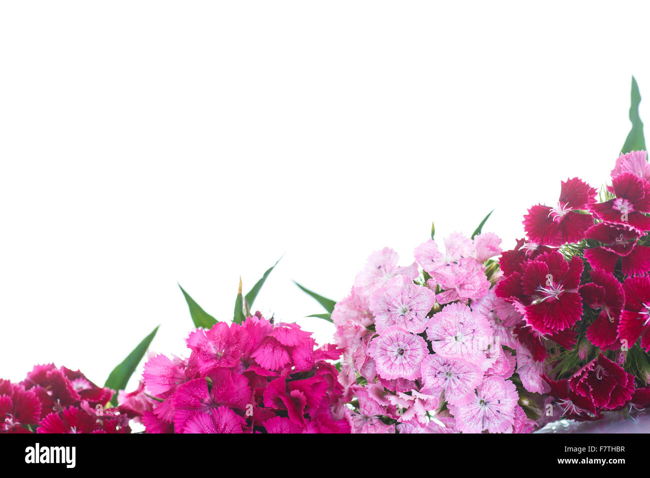 bright bouquet of carnations Stock Photo - Alamy