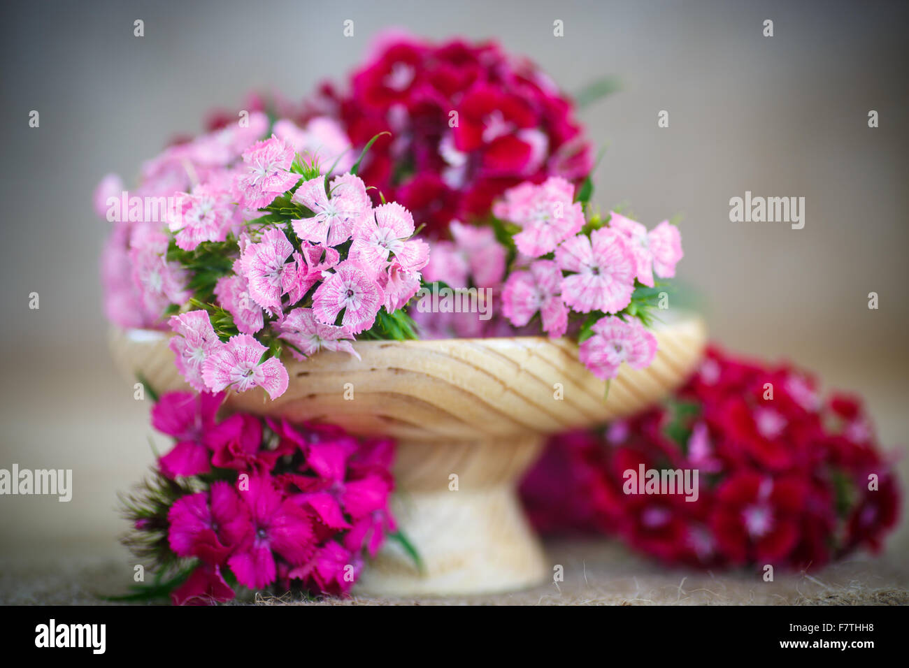 Carnation floral hi-res stock photography and images - Alamy