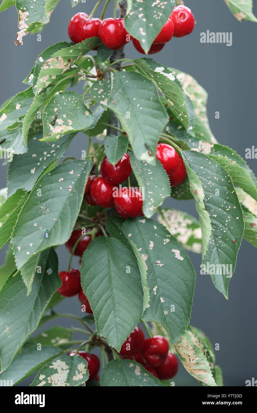 Lapins cherry fruit tree hi-res stock photography and images - Alamy