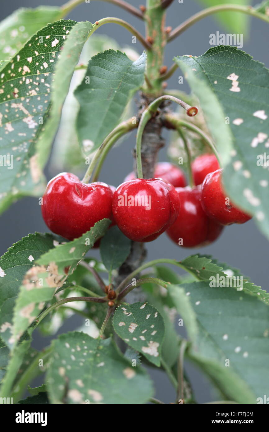 Lapins cherry with fruits on a tree - cherries with green foliage Stock ...