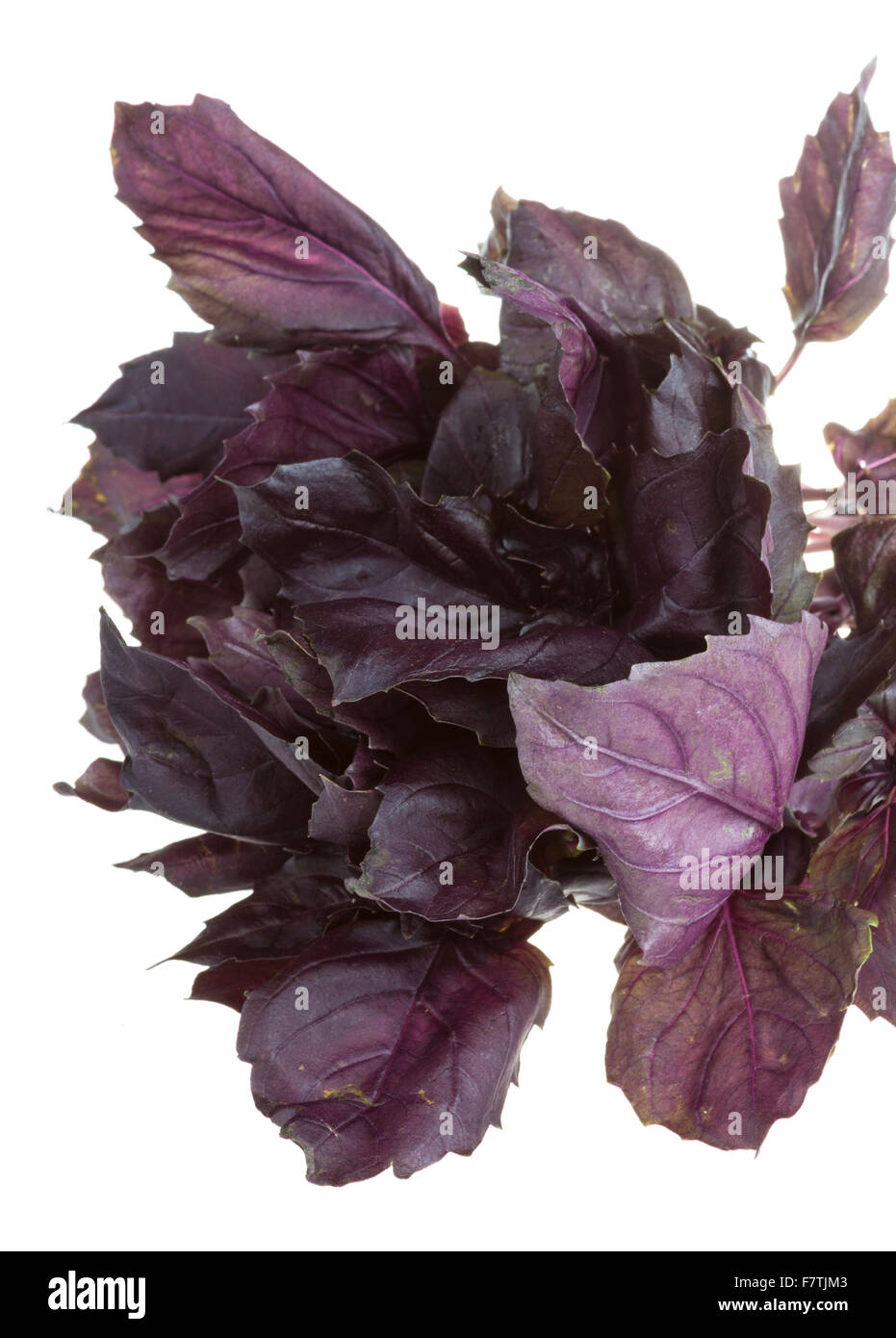 Sweet dark red basil leaves Stock Photo - Alamy
