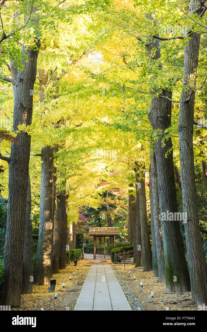 Autumn colors,Otaguro Park,Suginami-Ku,Tokyo,Japan Stock Photo - Alamy