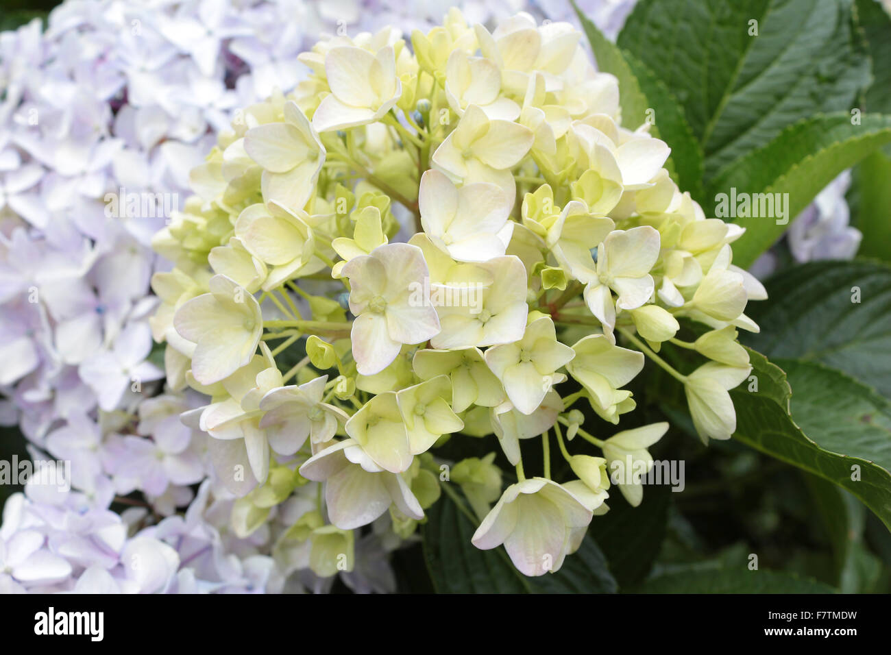 Yellow and lilac Hydrangea Stock Photo - Alamy