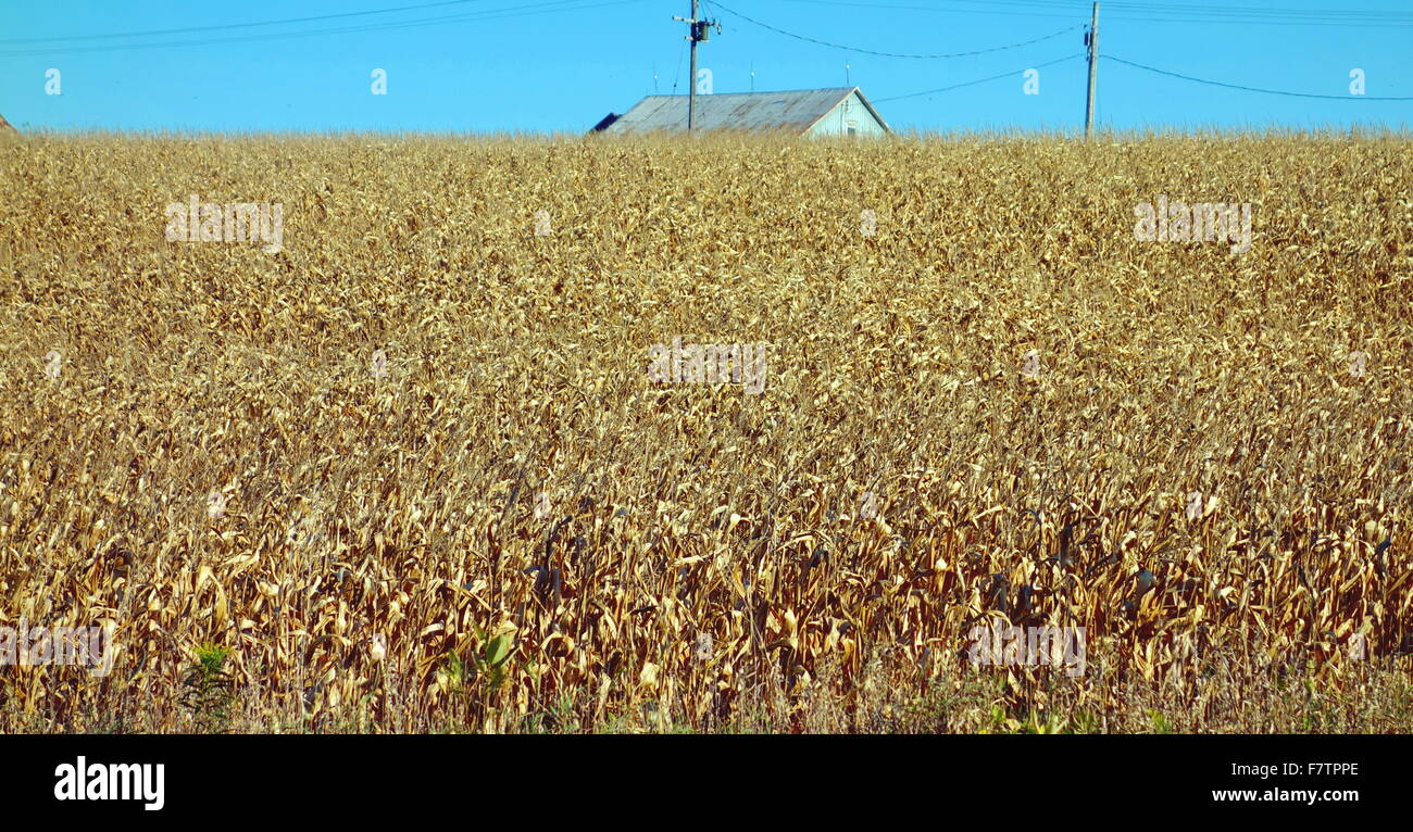 Corn field in October in Ontario, Canada Stock Photo - Alamy