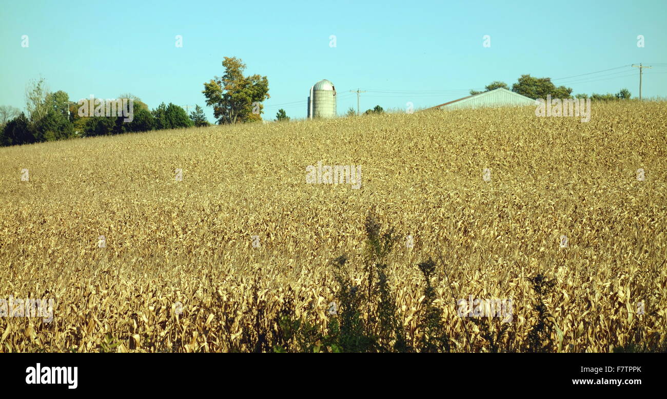 Farmer harvesting corn ontario hi-res stock photography and images - Alamy