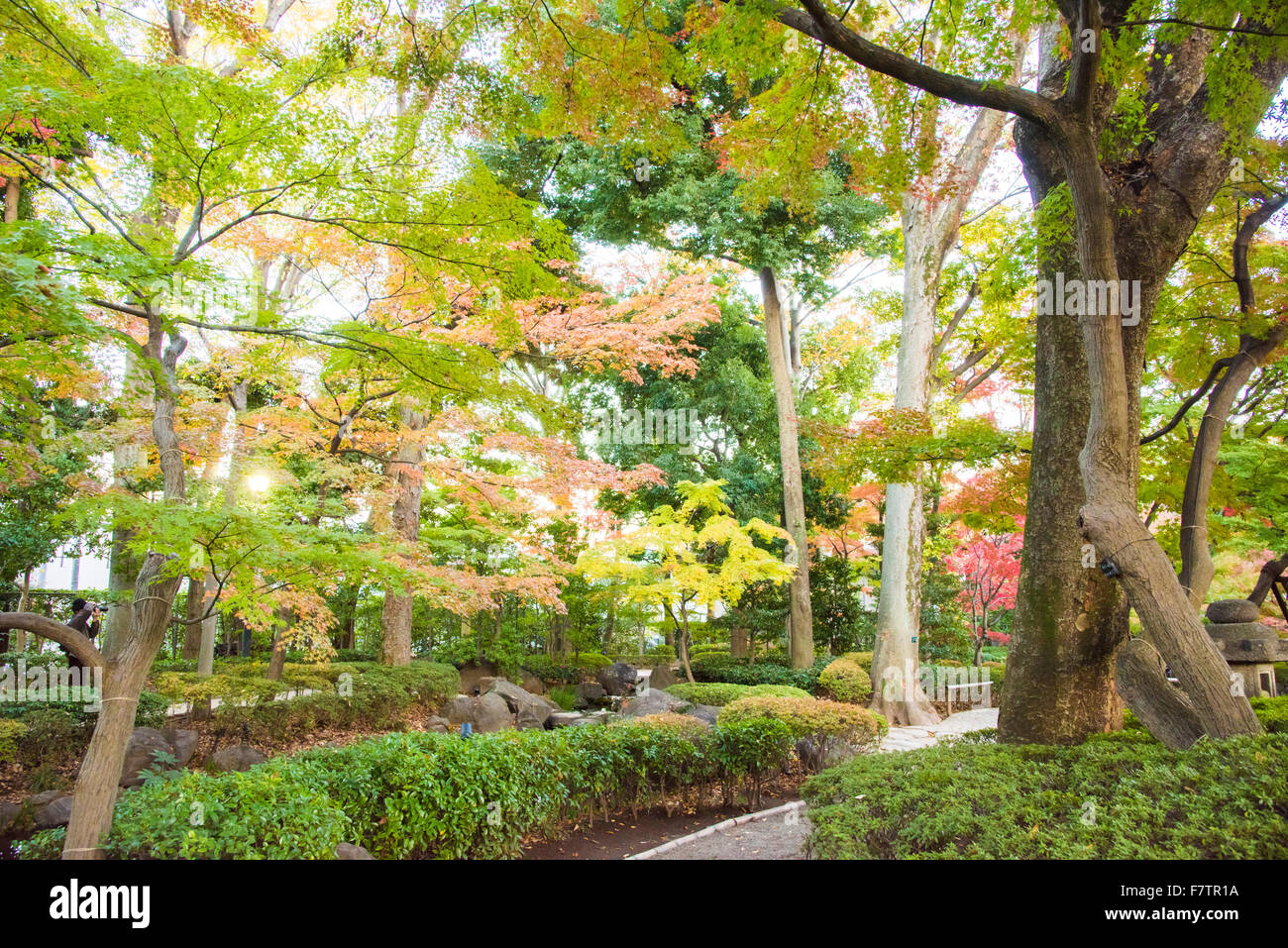 Autumn colors,Otaguro Park,Suginami-Ku,Tokyo,Japan Stock Photo - Alamy