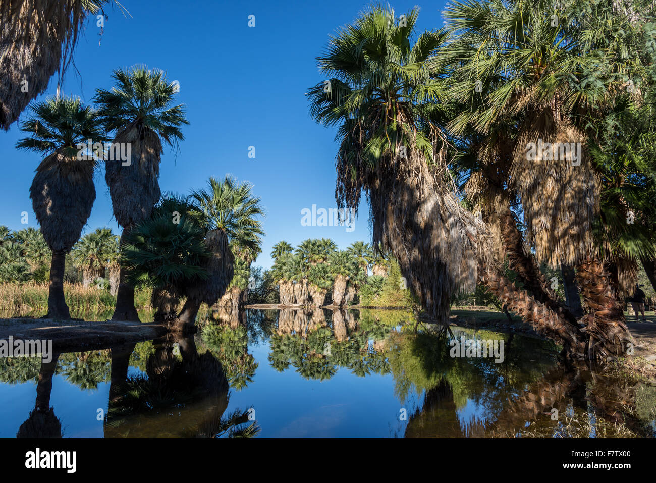 Palm trees reflect in the pool at desert oasis Agua Cliente Park ...