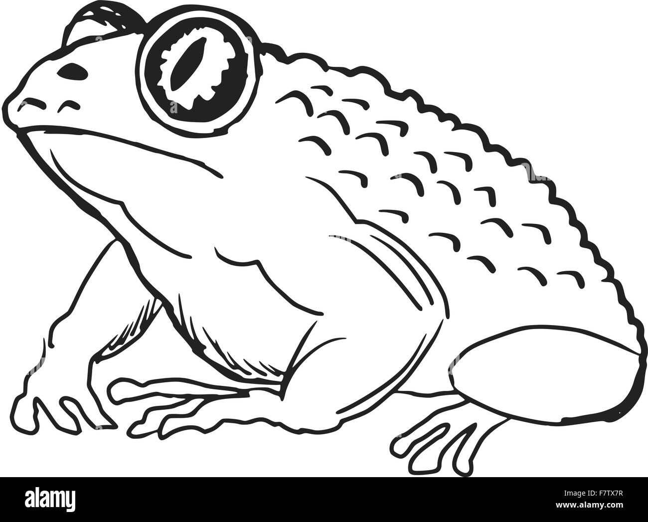 Toad Clip Art Black And White