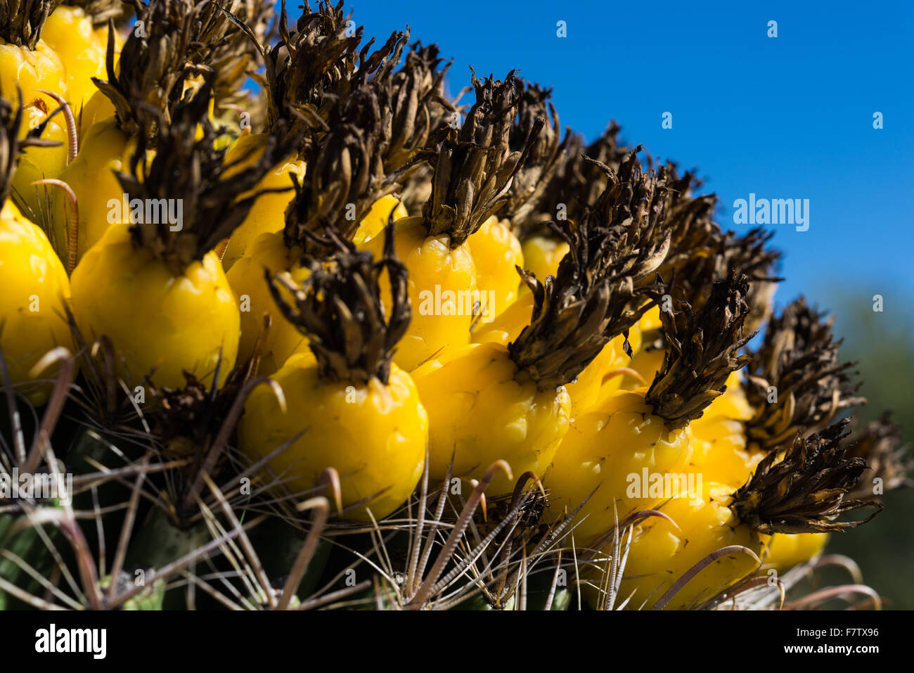 Arizona fruits hi-res stock photography and images - Alamy