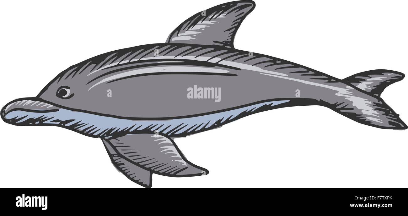 Intelligent dolphin Stock Vector Images - Alamy