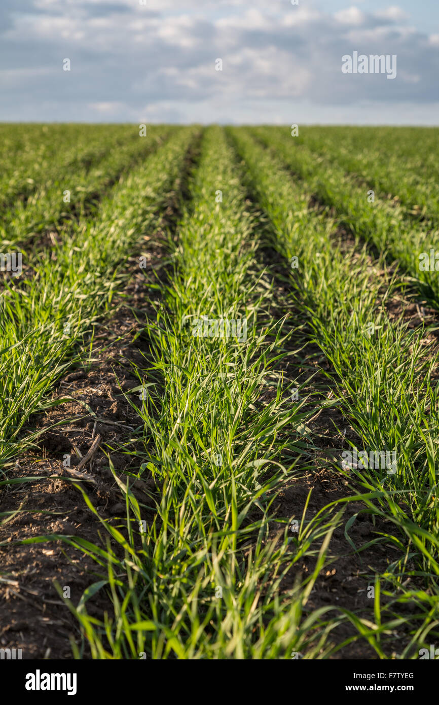 Field green wheat rows close hi-res stock photography and images - Alamy