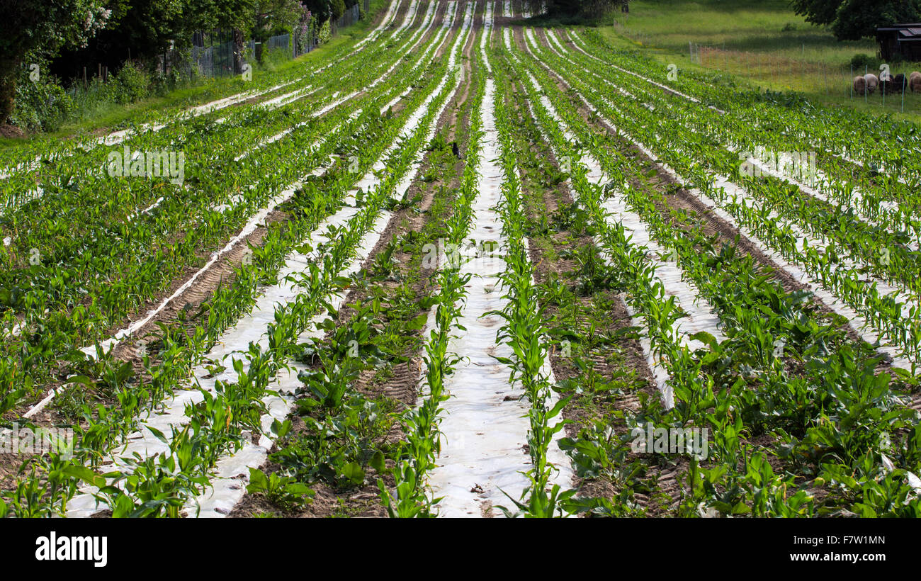 Agriculture crops in Ettlingen leading to vanishing point Stock Photo ...