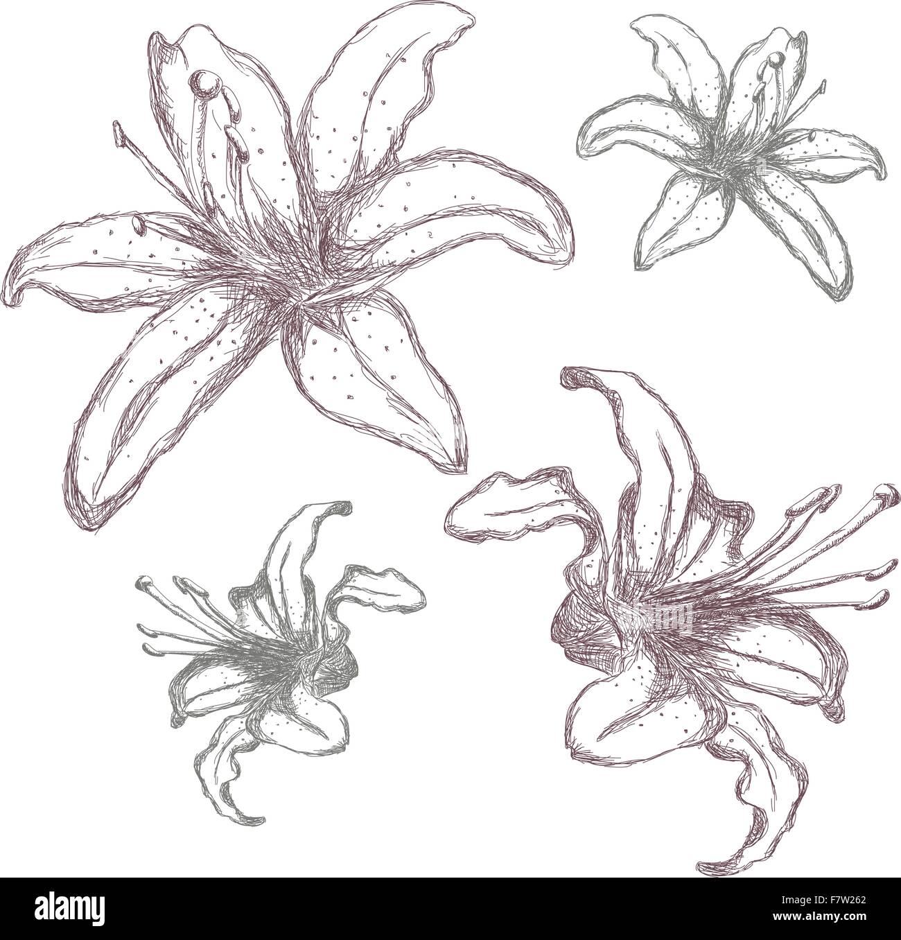 Hand drawn lilium flowers, vector illustration Stock Vector Image & Art ...