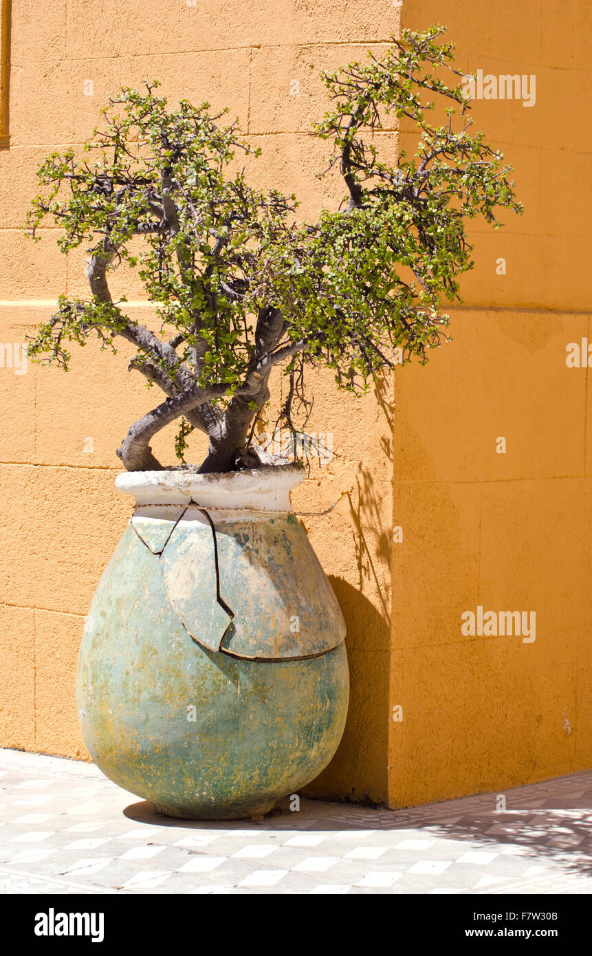 Decorative bush growing in a split pot by the yellow wall, Greece Stock ...