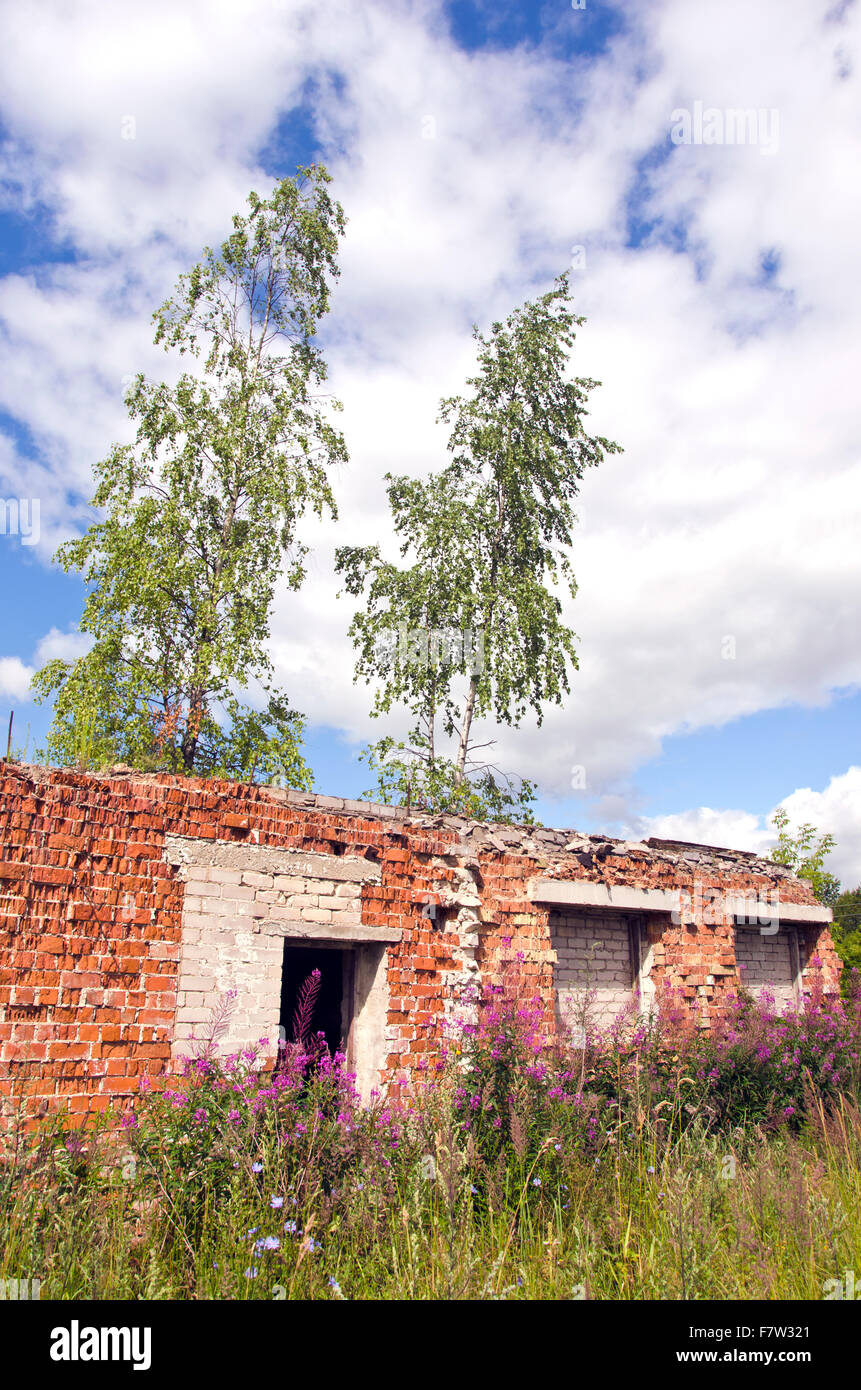 Desolate roofless and windowless brick house with birch trees growing ...