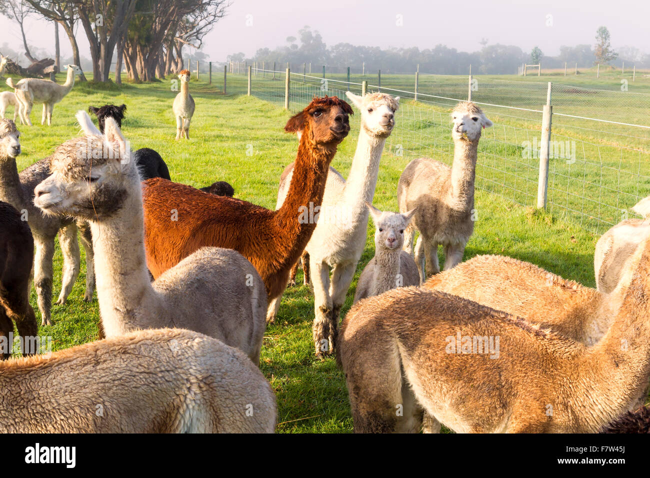 Alpaca group being farmed in Australia Stock Photo - Alamy