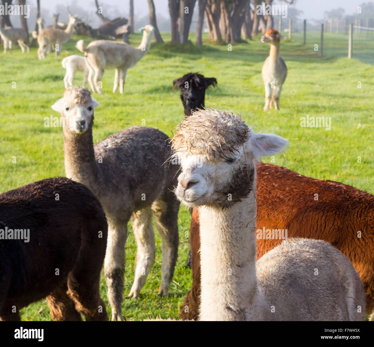 Alpaca group being farmed in Australia Stock Photo - Alamy