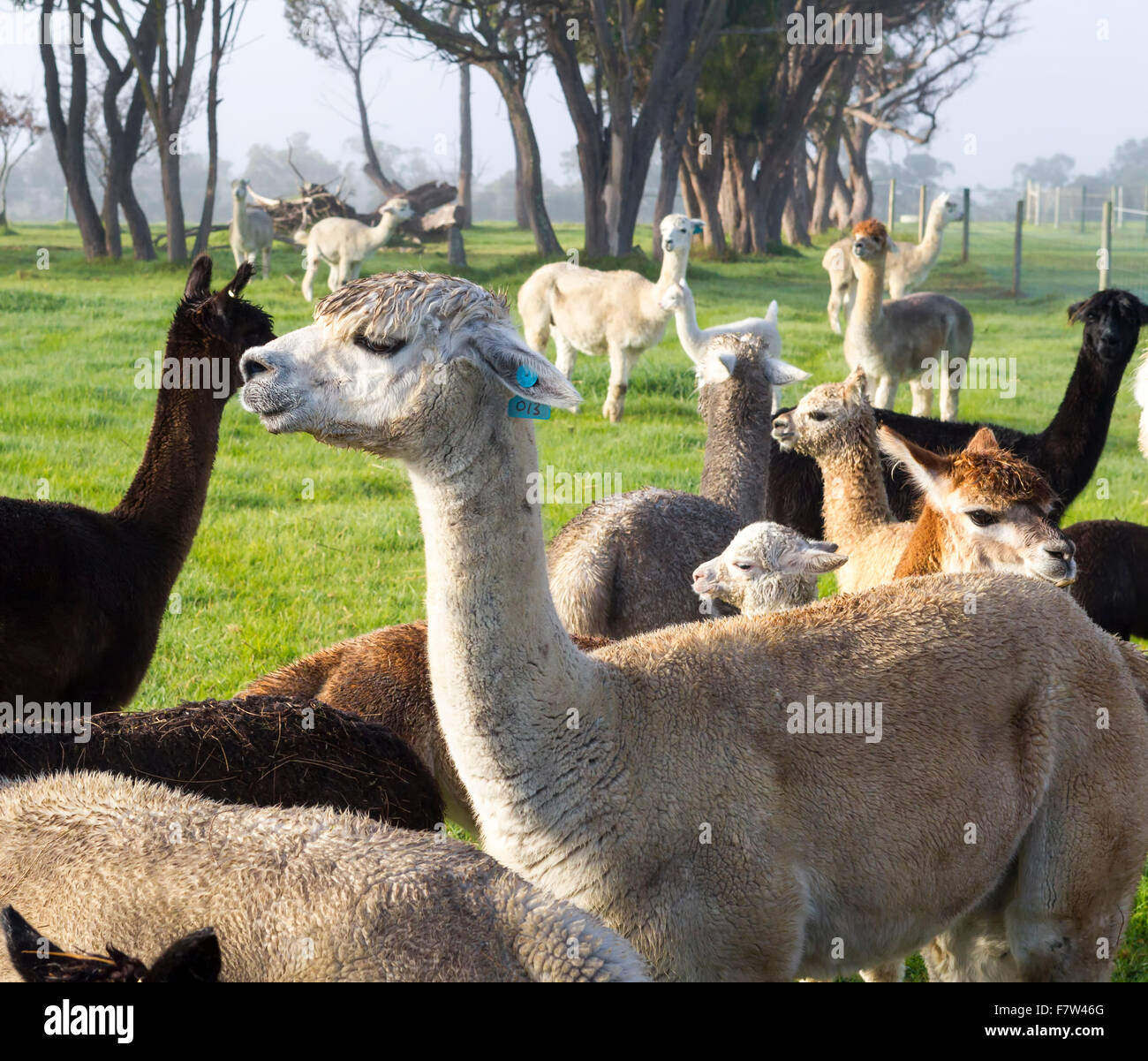 Alpaca group being farmed in Australia Stock Photo - Alamy