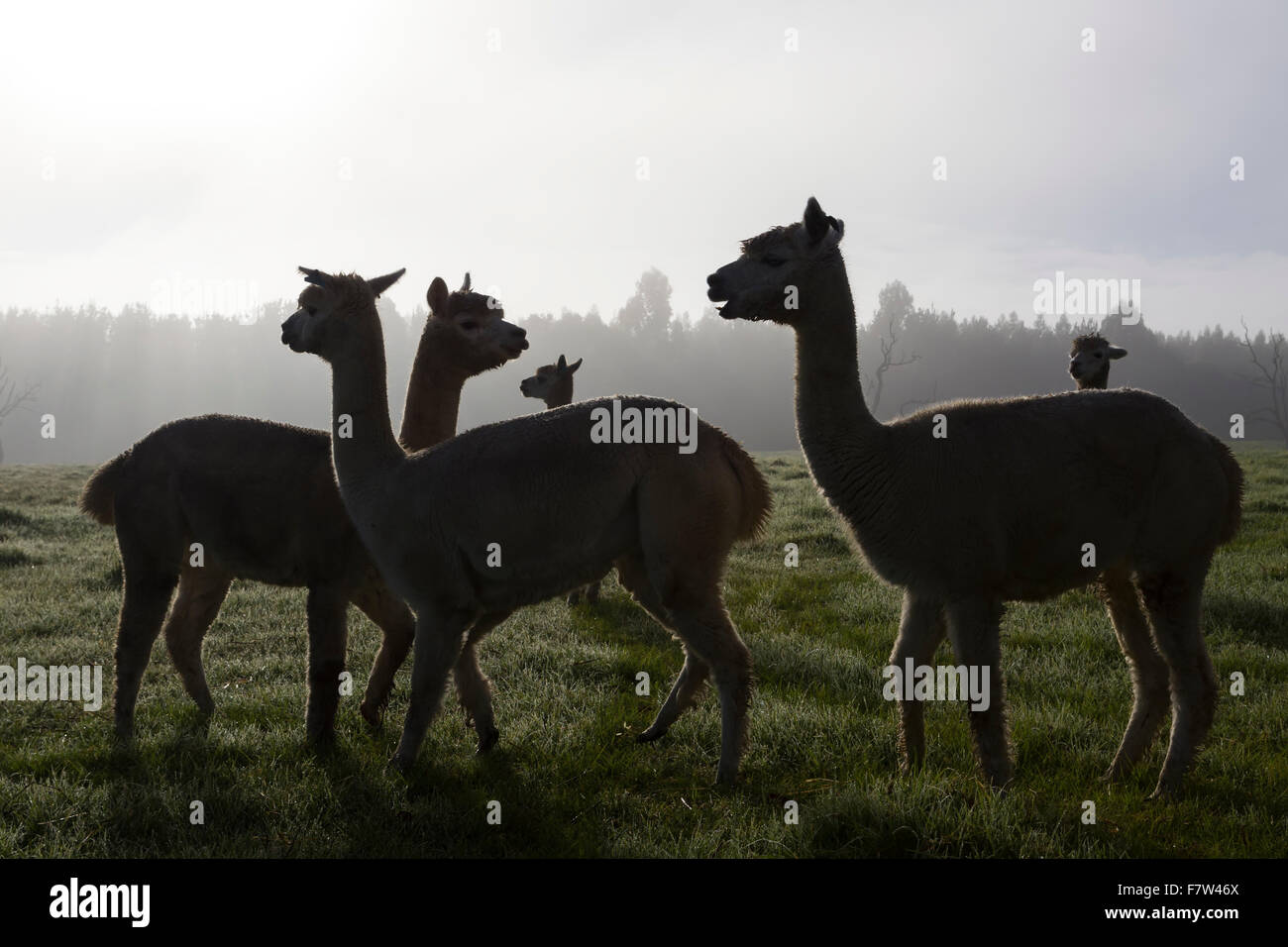 Alpaca group being farmed in Australia Stock Photo - Alamy