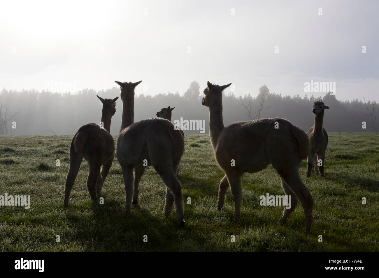 Alpaca group being farmed in Australia Stock Photo - Alamy