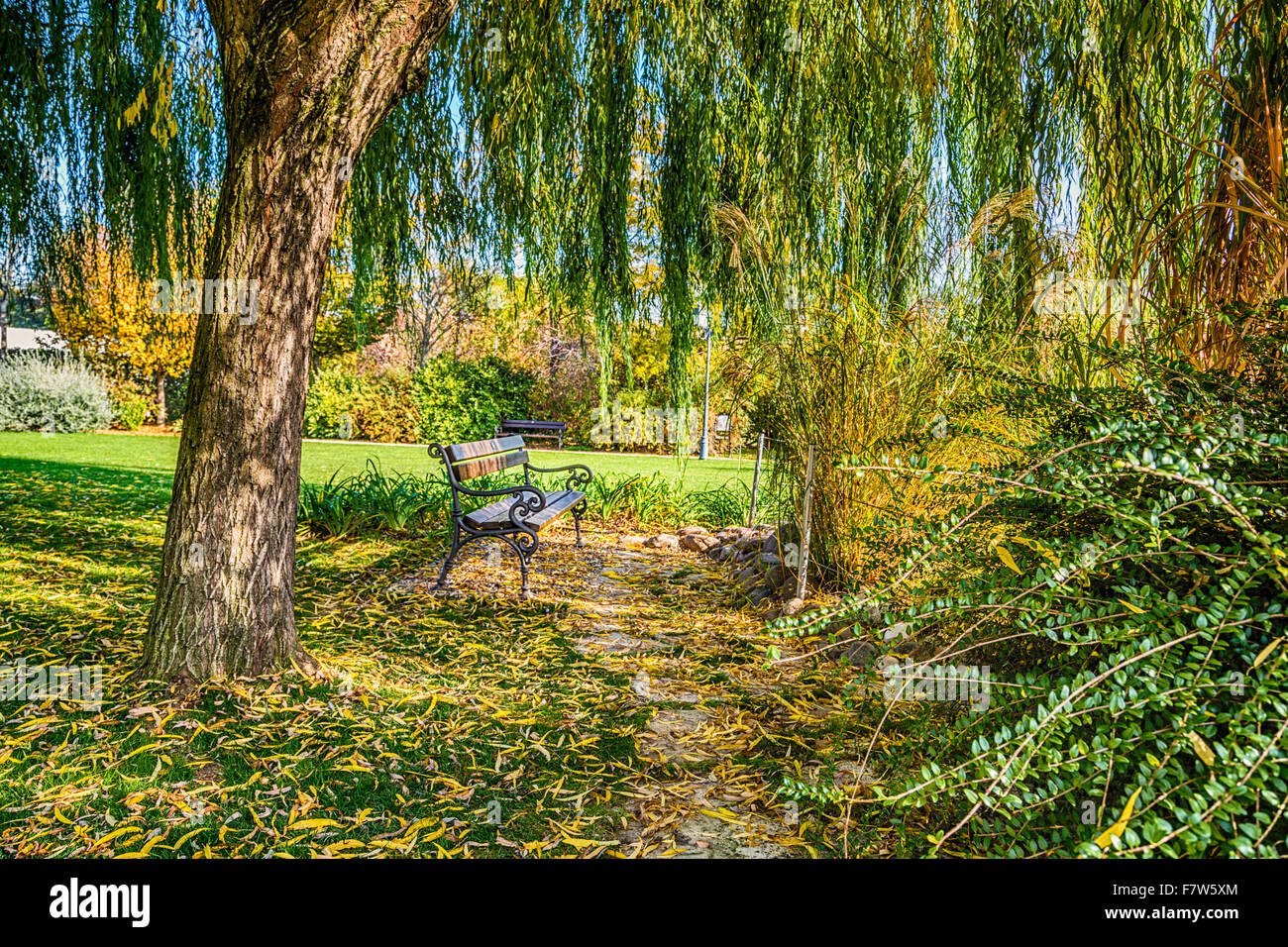 iron and wood bench under weeping willows in a city park in autumn ...