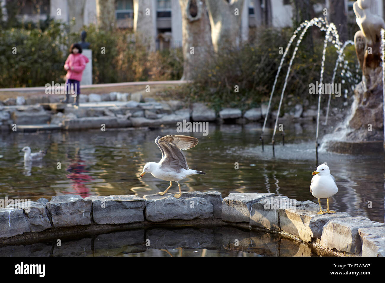 Photo of Seagulls in the park, Trieste Stock Photo - Alamy