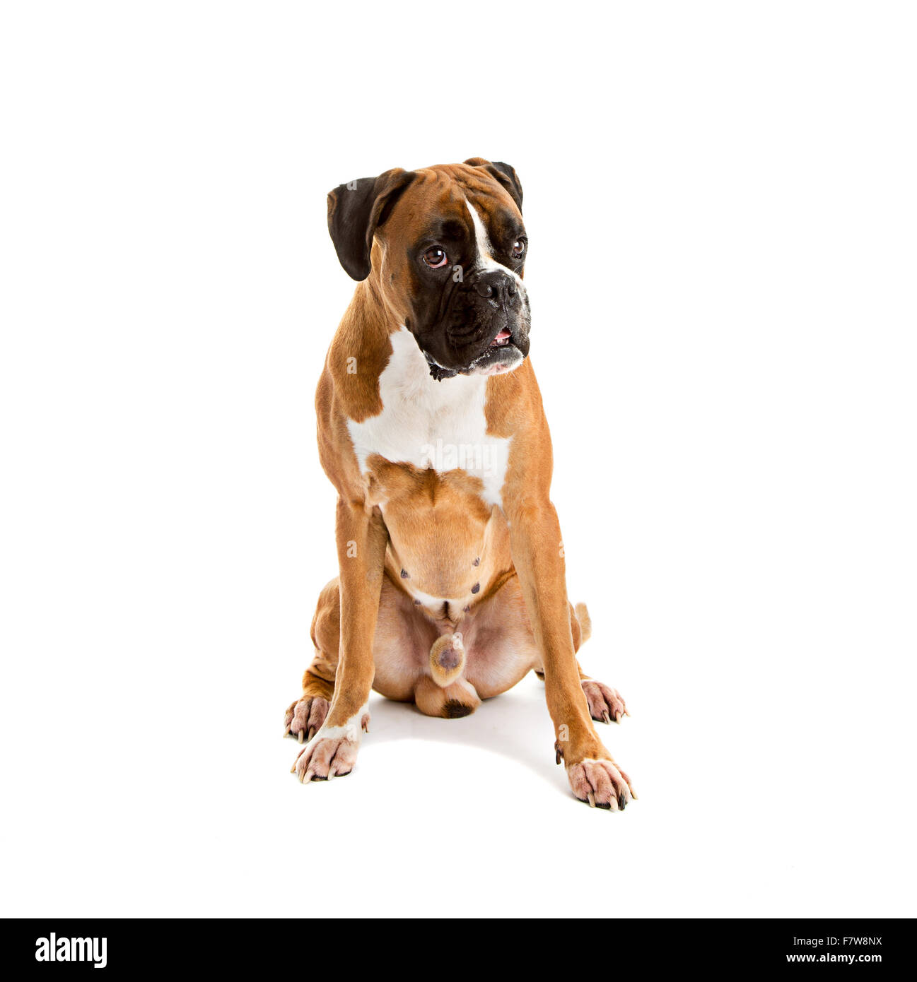 German Fawn-colored Boxer dog, pure breed on white background Stock ...