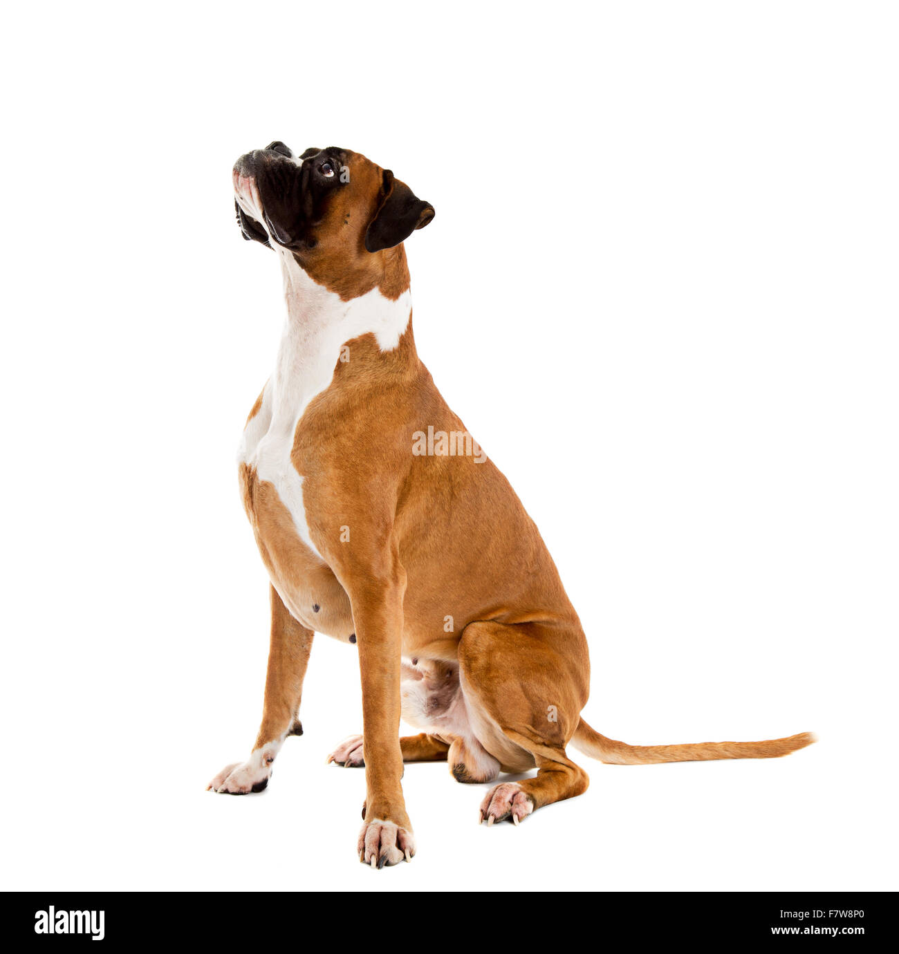 German Fawn-colored Boxer dog, pure breed on white background Stock ...