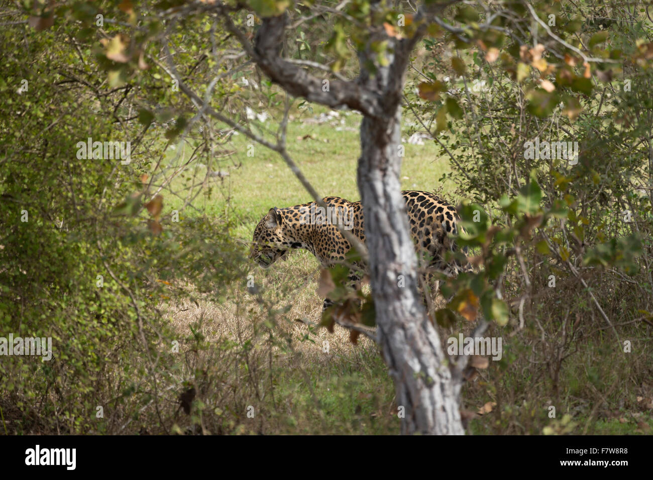 jaguar Pantanal endangered species Brazil cat wild Stock Photo - Alamy