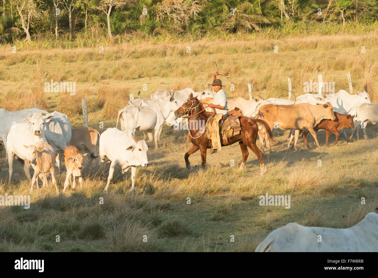 Pantaneiro Pantanal Brazil Animal horse cowboy sun Stock Photo - Alamy