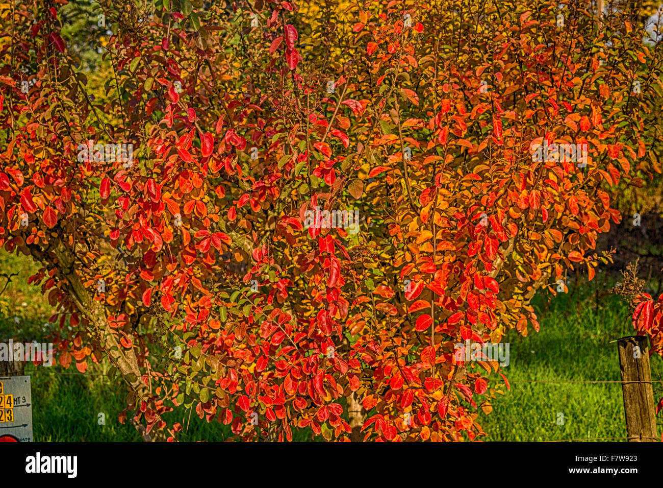 Persimmon trees hi-res stock photography and images - Alamy