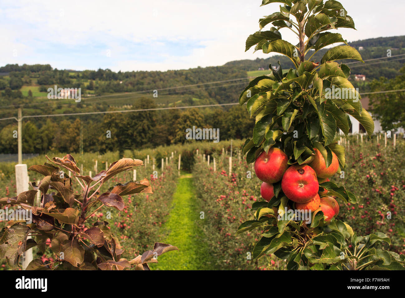 View of Trentino red apples cultivation, Italy Stock Photo - Alamy