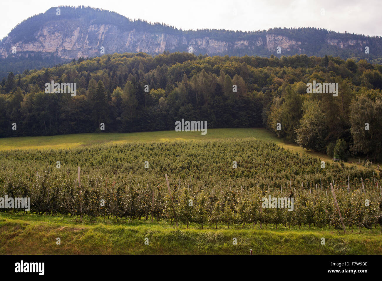View of Trentino red apples cultivation, Italy Stock Photo - Alamy