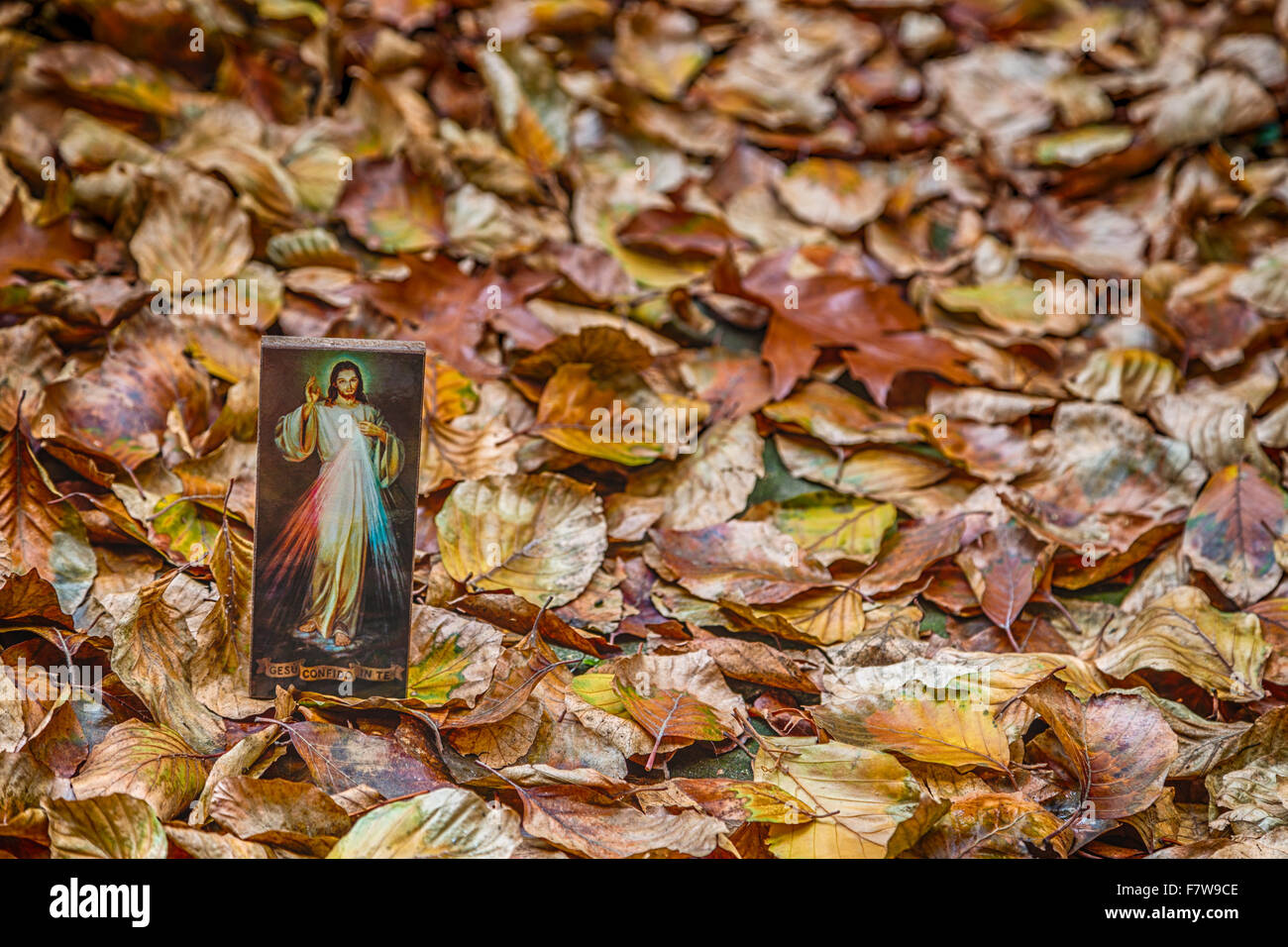 an icon with the picture of the Merciful Jesus among fallen leaves in ...