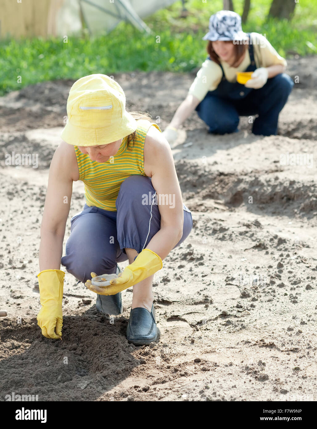 Two women sows seeds in soil at garden Stock Photo - Alamy