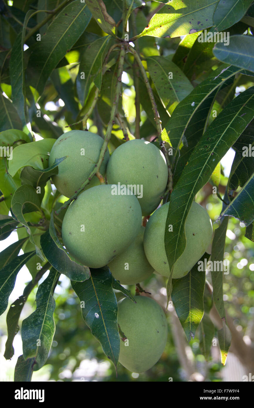 Ripening mango hi-res stock photography and images - Alamy