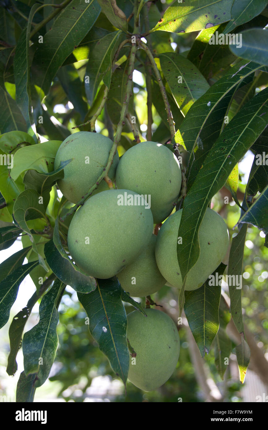 Unripe mango hi-res stock photography and images - Alamy