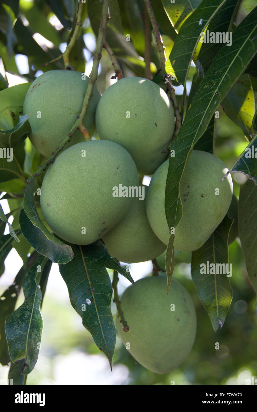 Unripe Mango Stock Photos & Unripe Mango Stock Images - Alamy